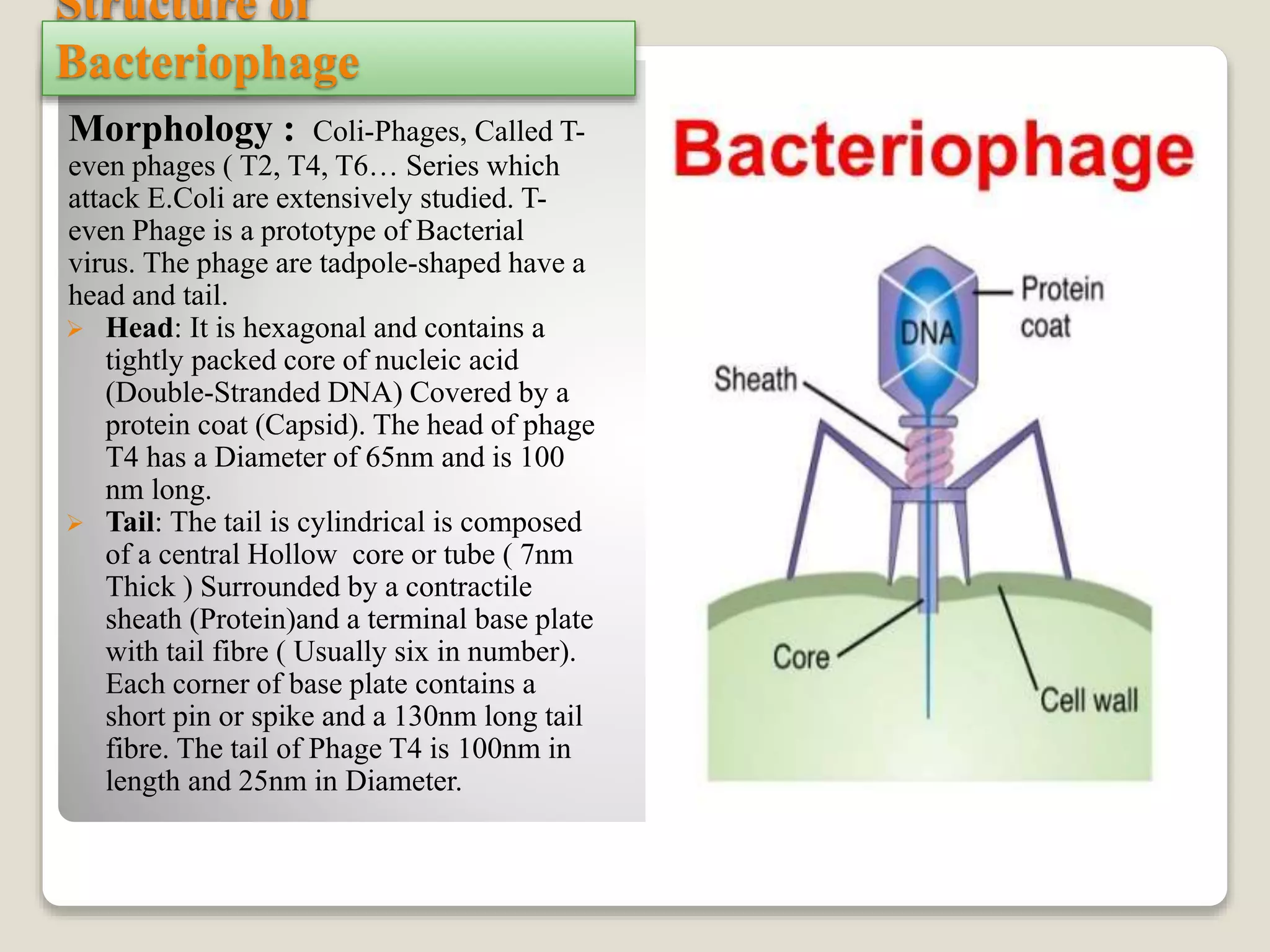 Bacteriophage Life Cycle | PPTX