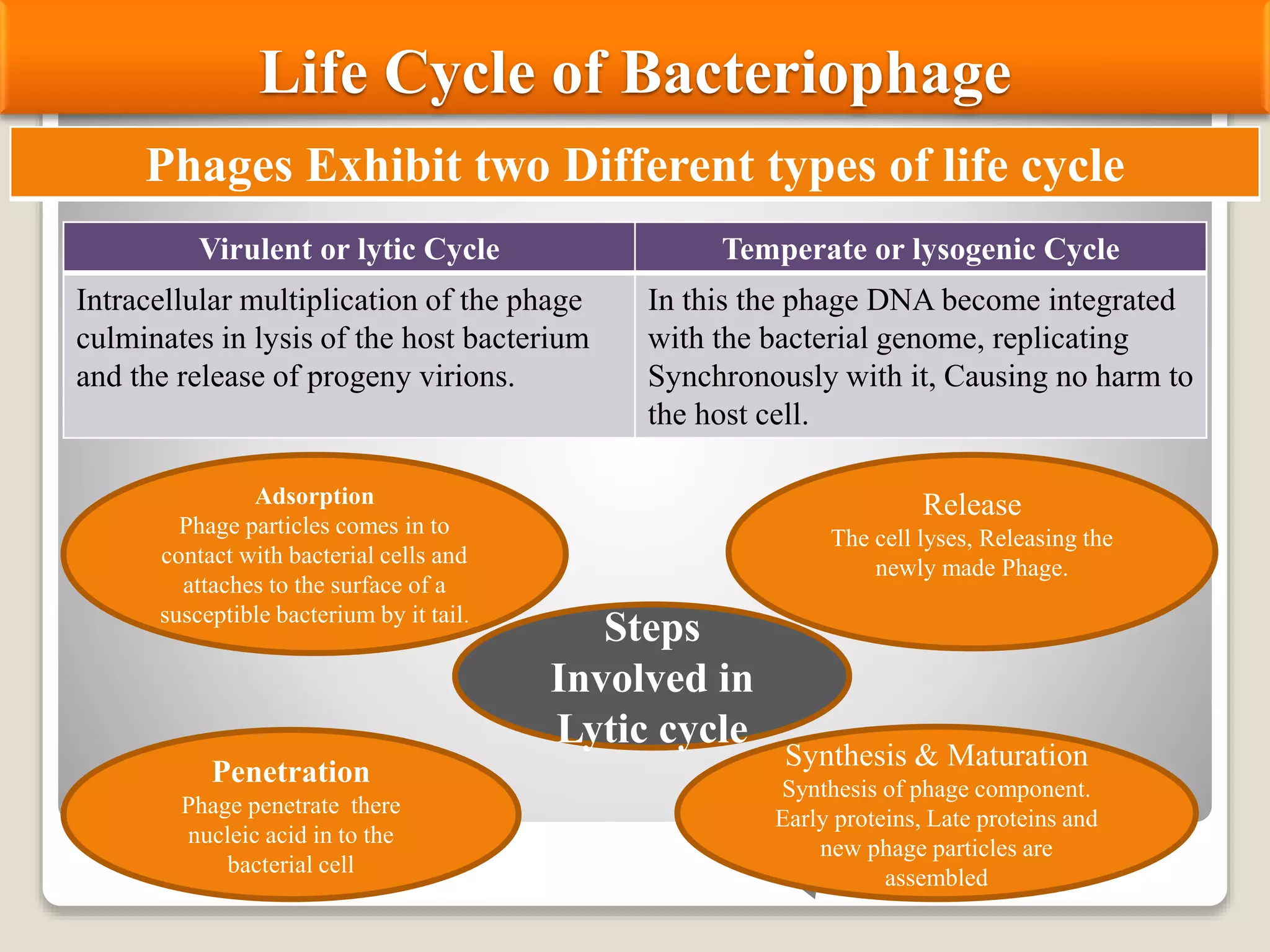 Bacteriophage Life Cycle | PPTX