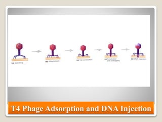 Bacteriophage Life Cycle | PPTX