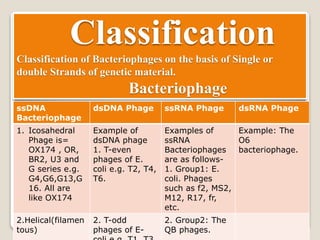 Bacteriophage Life Cycle | PPTX