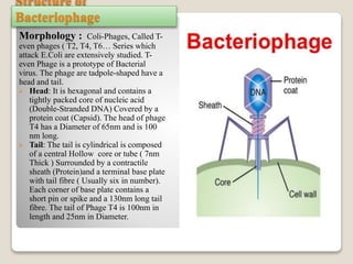 Bacteriophage Life Cycle | PPTX