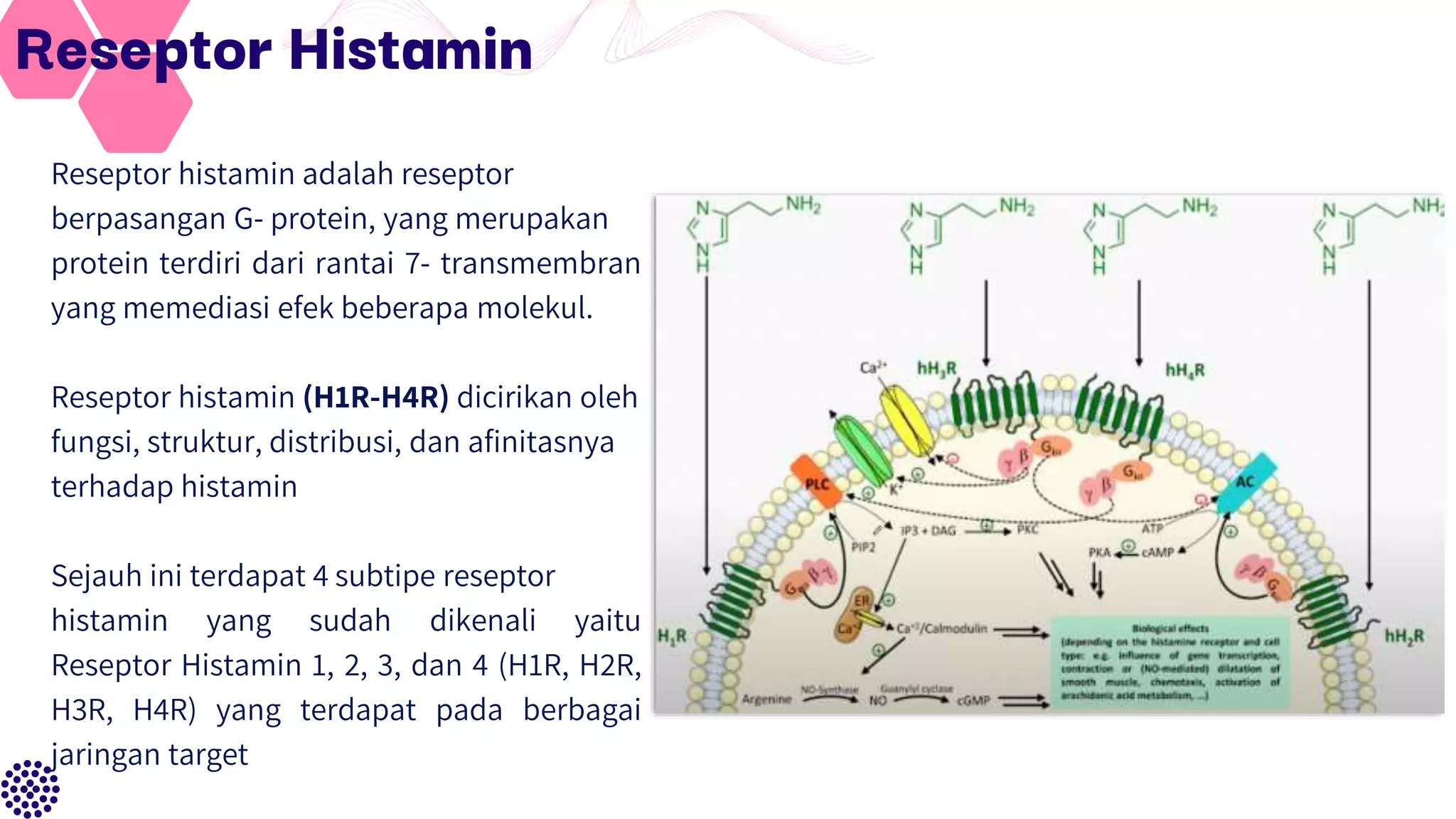 Neurotransmitter Histamin | PPTX