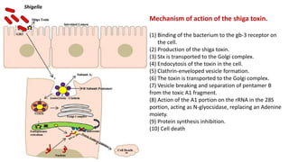 BACILLARY DYSENTERY diagnosis and treatment.pptx