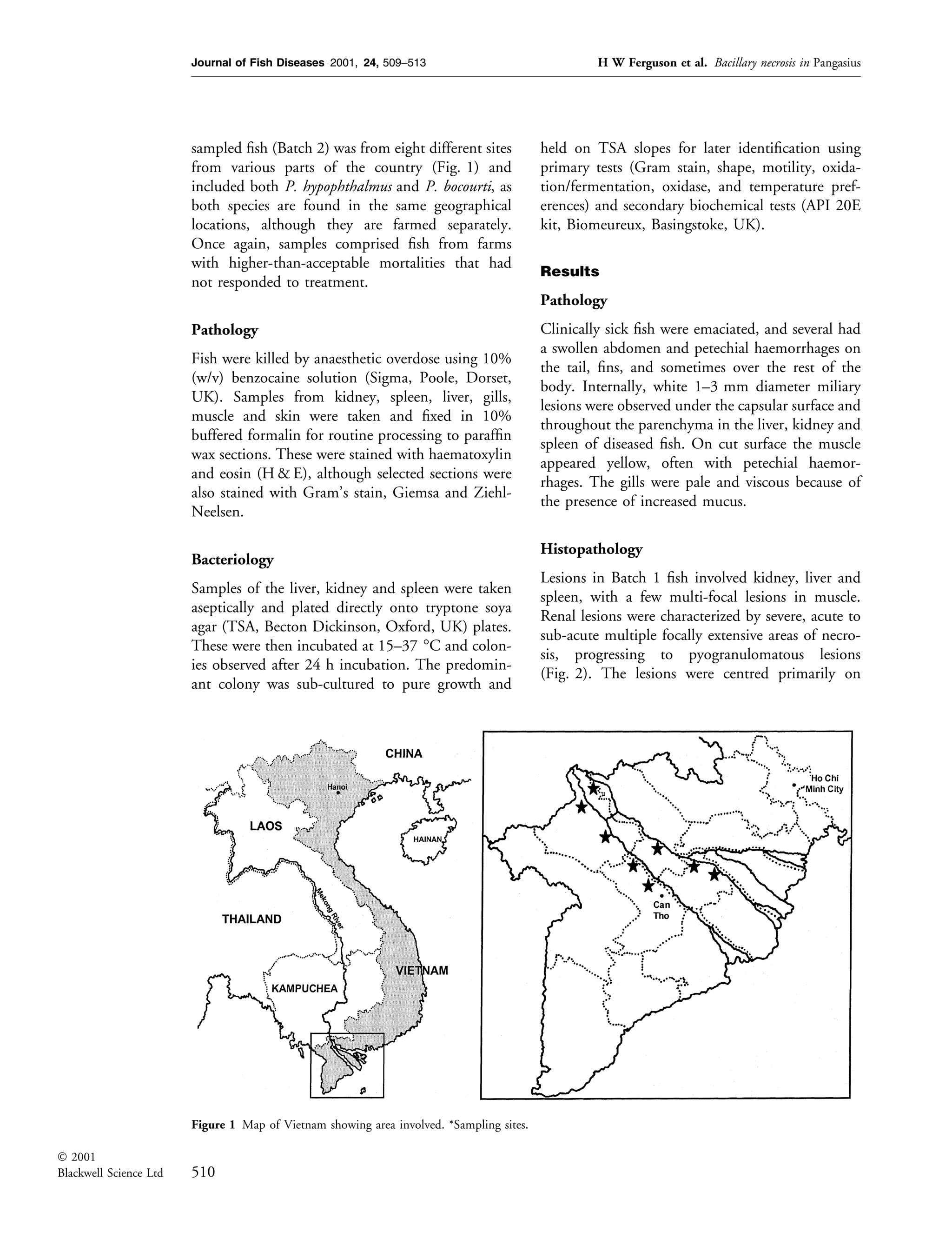 Bacillary necrosis in farmed pangasius hypophthalmus | PDF | Infectious ...