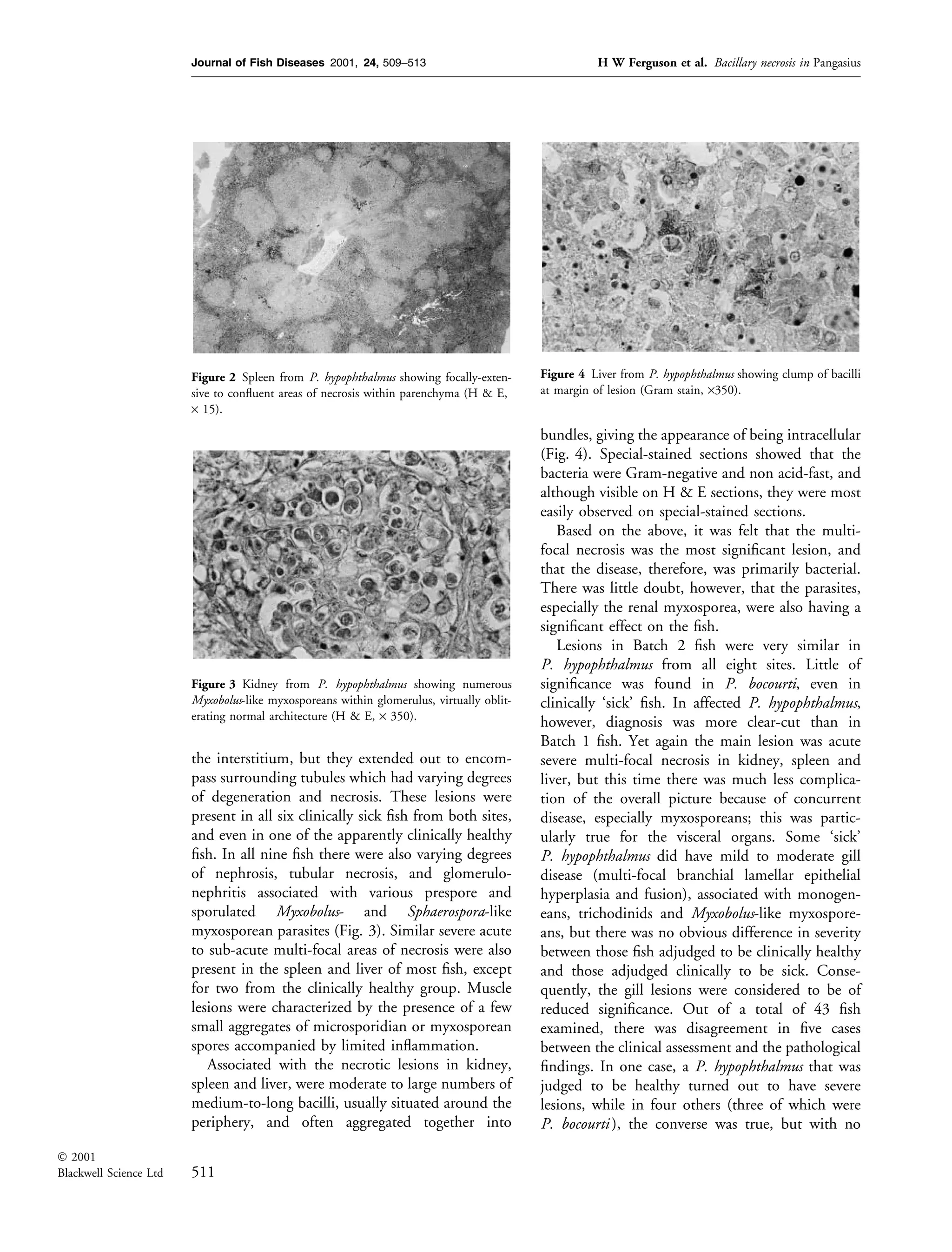 Bacillary necrosis in farmed pangasius hypophthalmus | PDF | Infectious ...