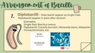 Bacilli.pdf | Chemistry | Science