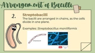 Bacilli.pdf