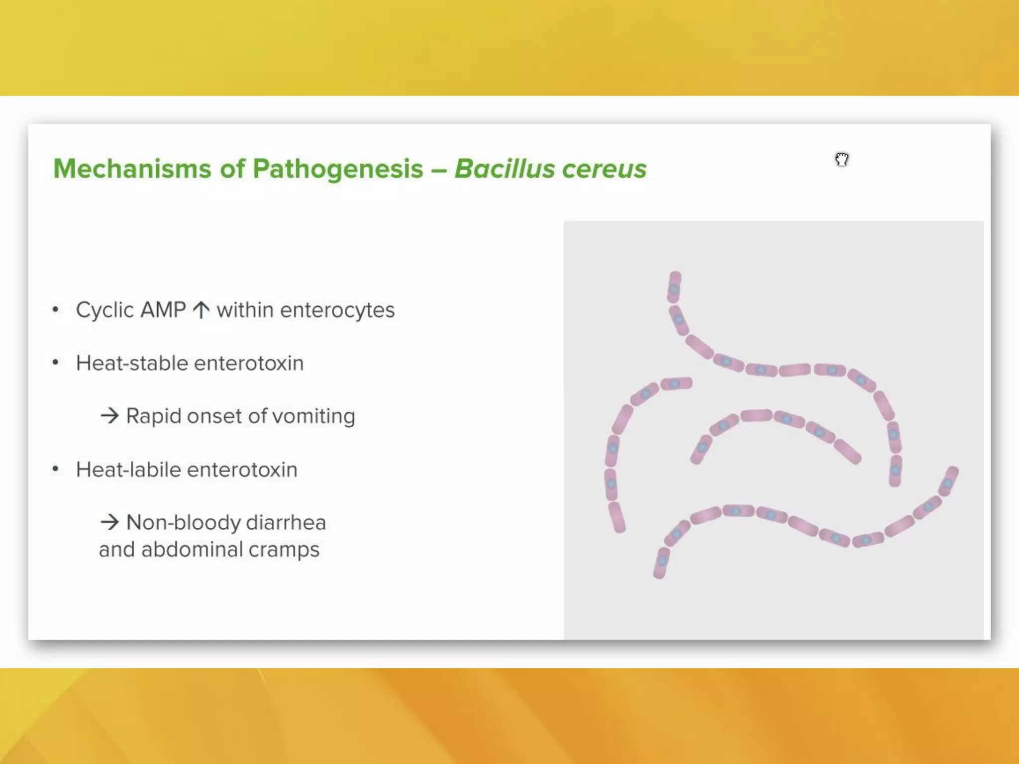 Bacillius anthracis Bacillus cereus.pdf