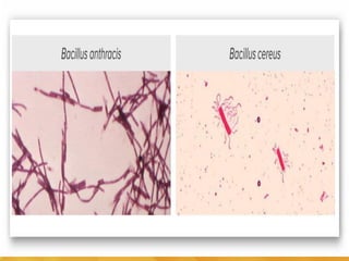 Bacillius anthracis Bacillus cereus.pdf