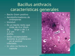 bacillus diagnóstico y características generales | PPTX