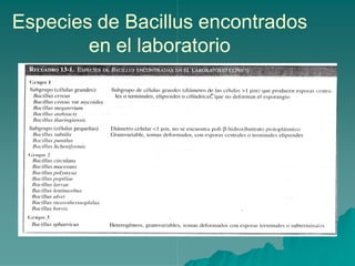 Bacillus | PDF