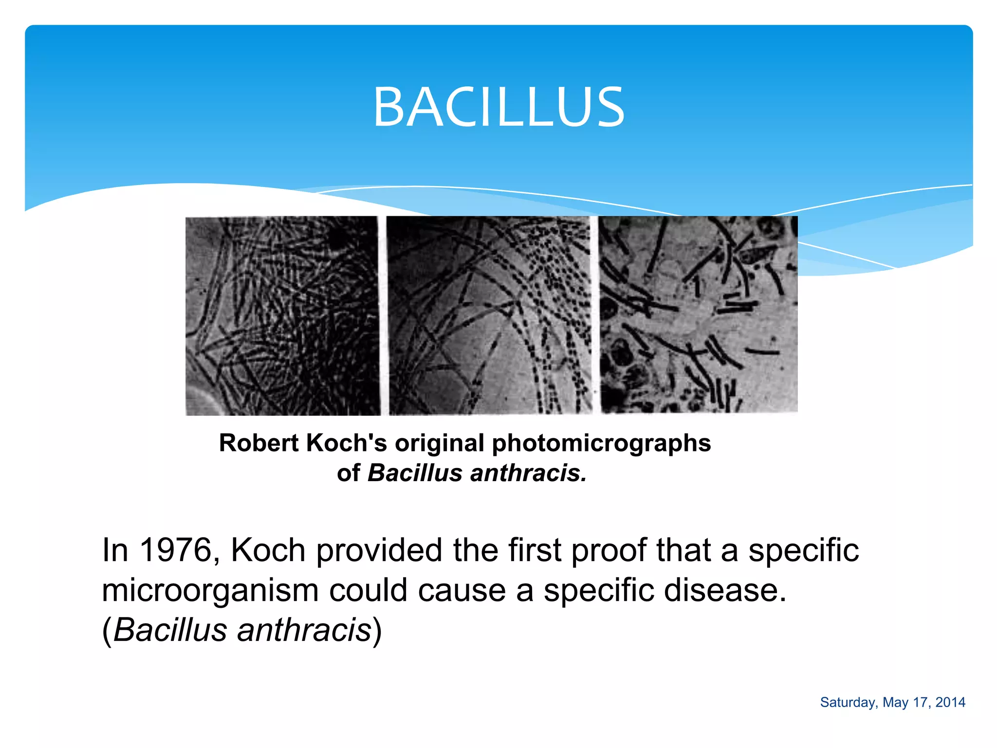 Bacteriology: Bacillus | PPTX