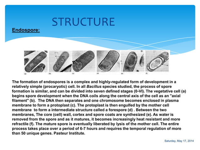 Bacteriology: Bacillus | PPTX | Biological Sciences | Science