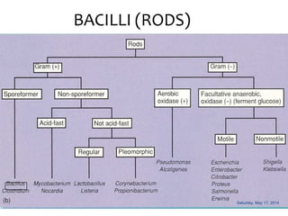 Bacillus Diagram