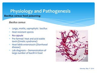 Bacillus Cereus Morphology And Arrangement