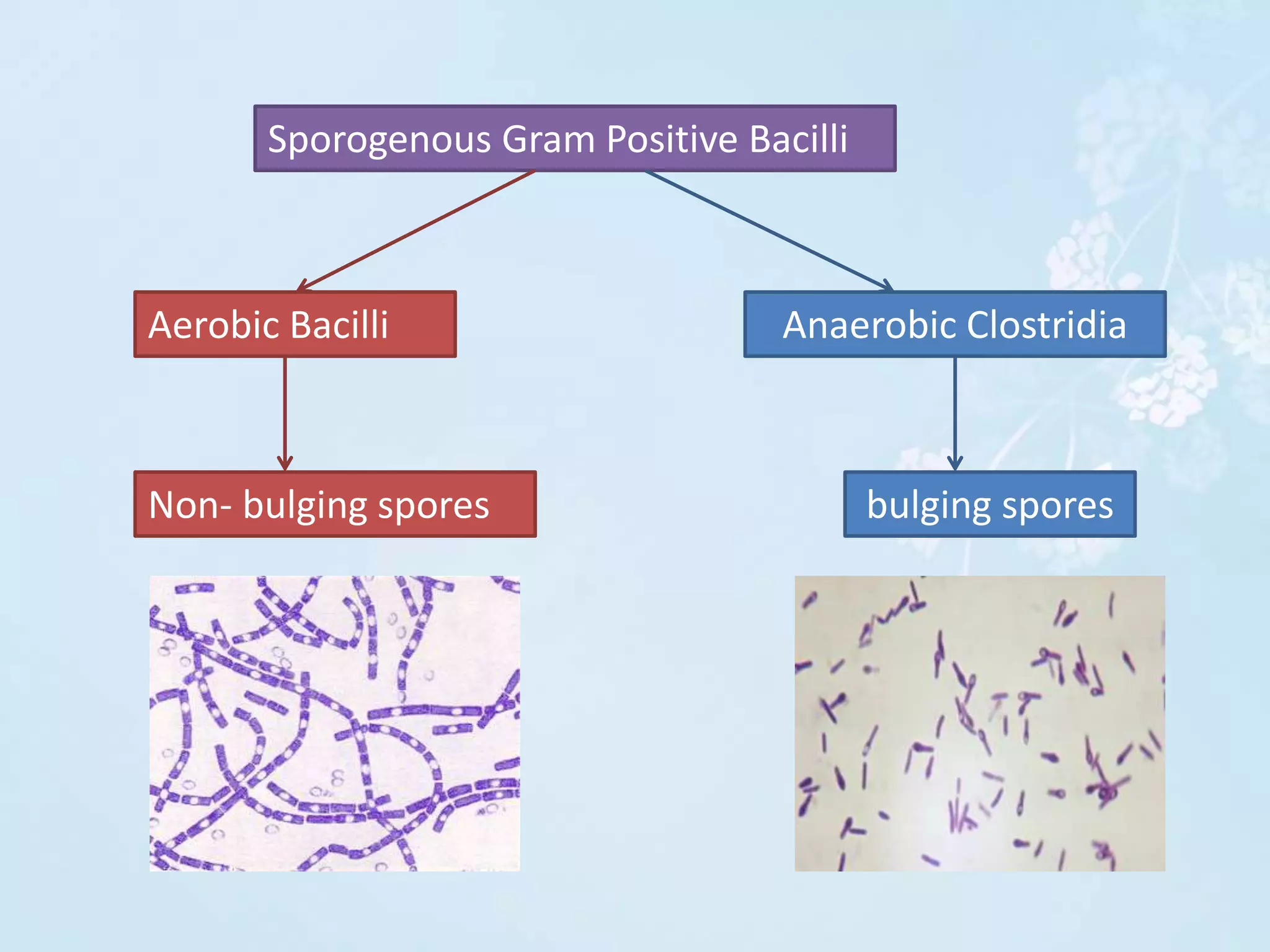 Bacillus | PPTX