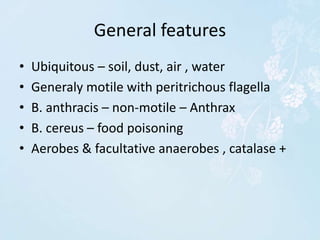 Bacillus | PPTX