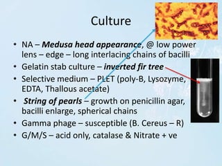 Bacillus | PPTX