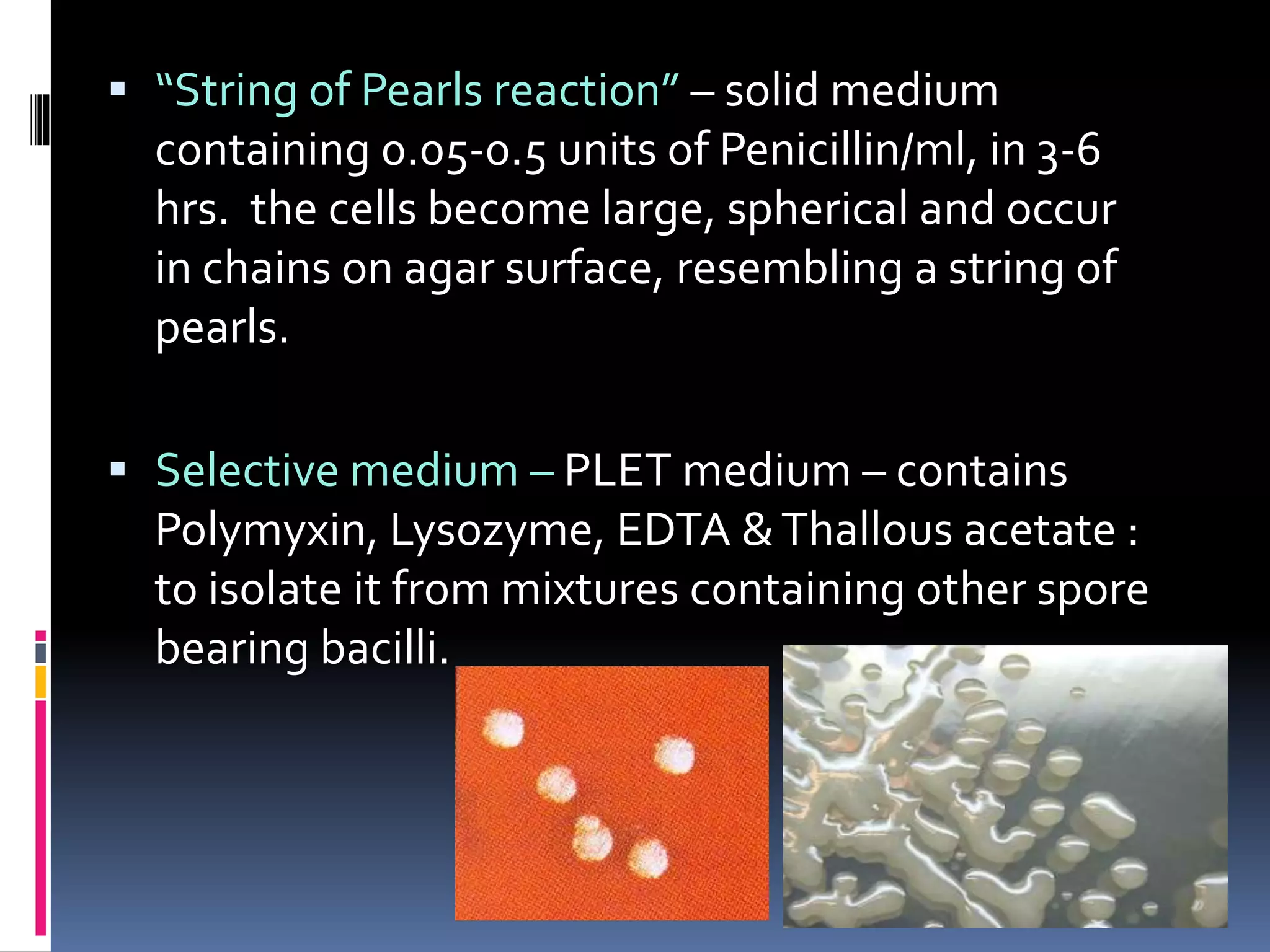 Bacillus species | PPTX