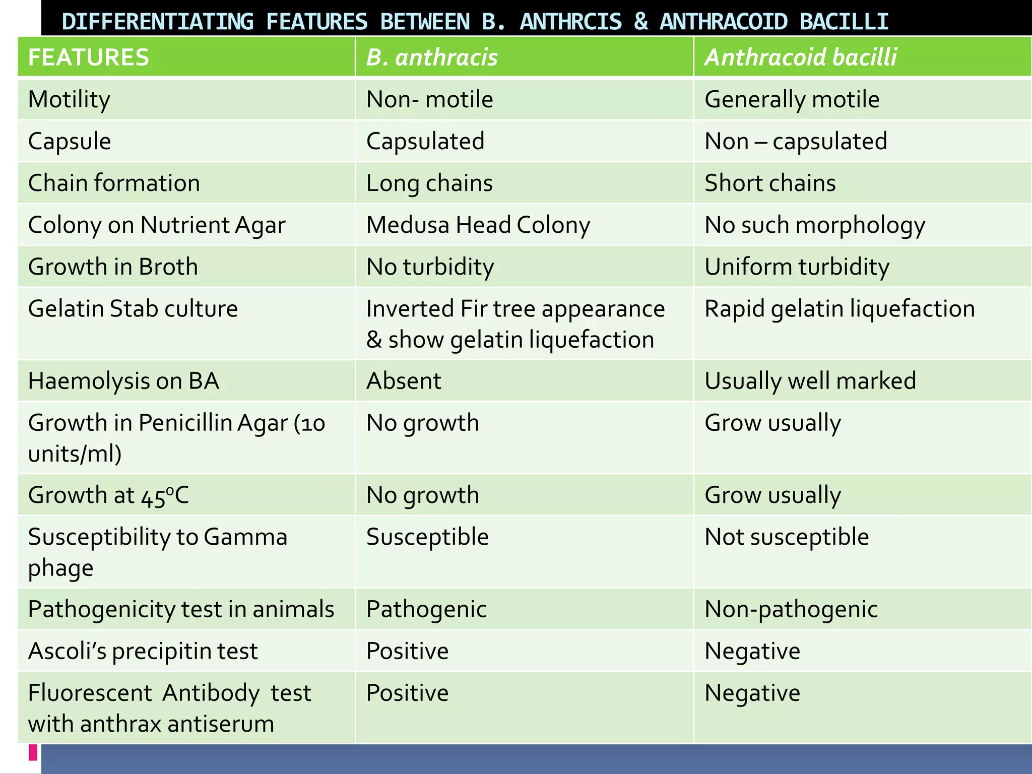 Bacillus species | PPTX