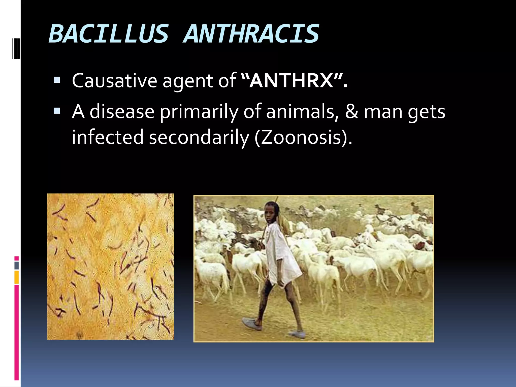Bacillus species | PPTX