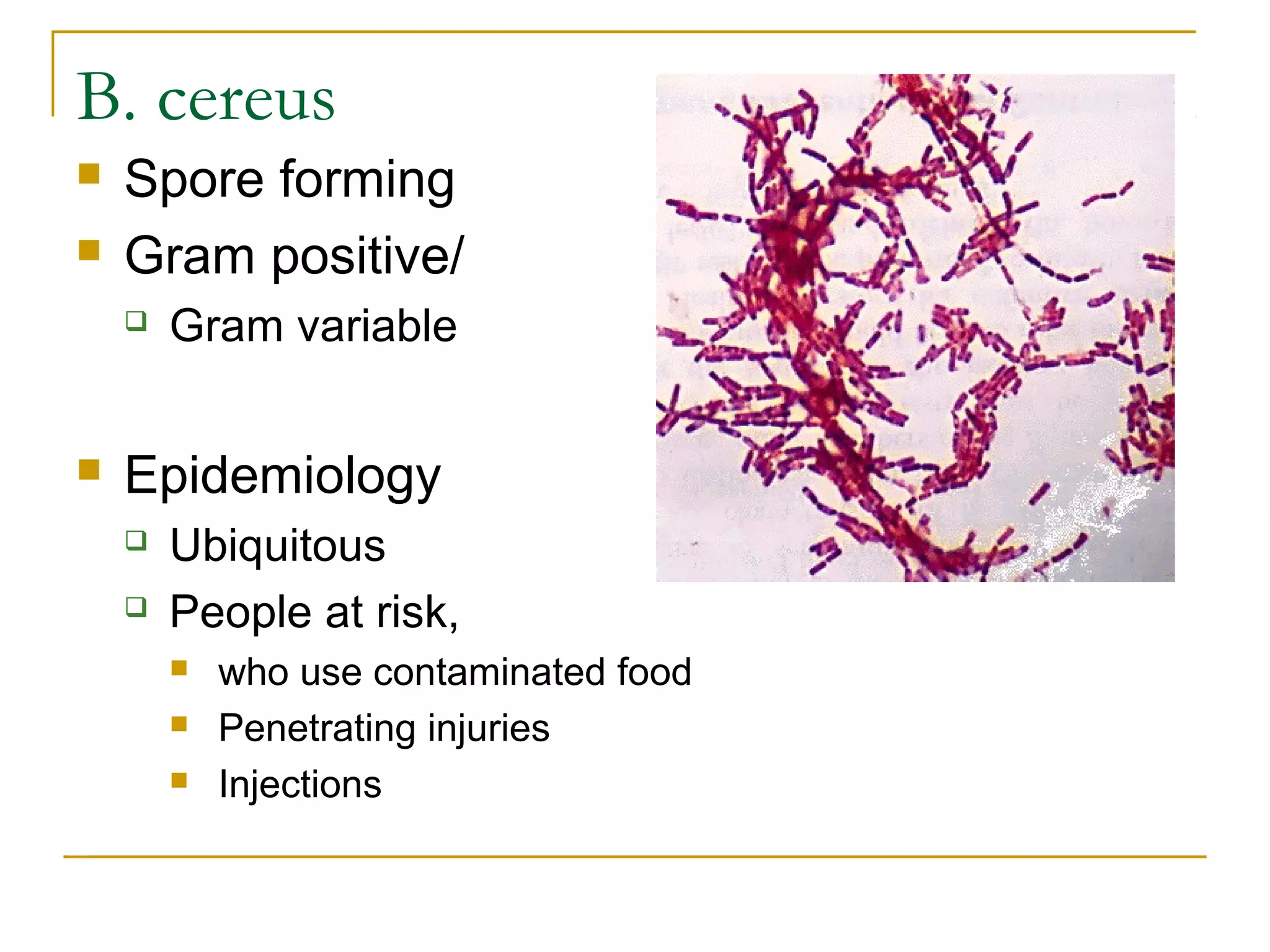 Bacillus | PPT