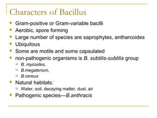 Bacillus | PPT