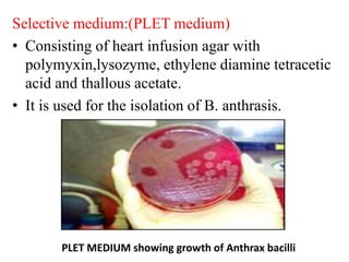 Bacillus | PPTX