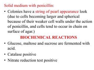 Bacillus | PPTX