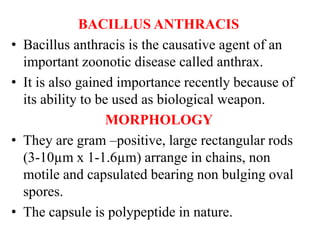 Bacillus | PPTX