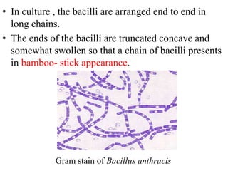 Bacillus | PPTX