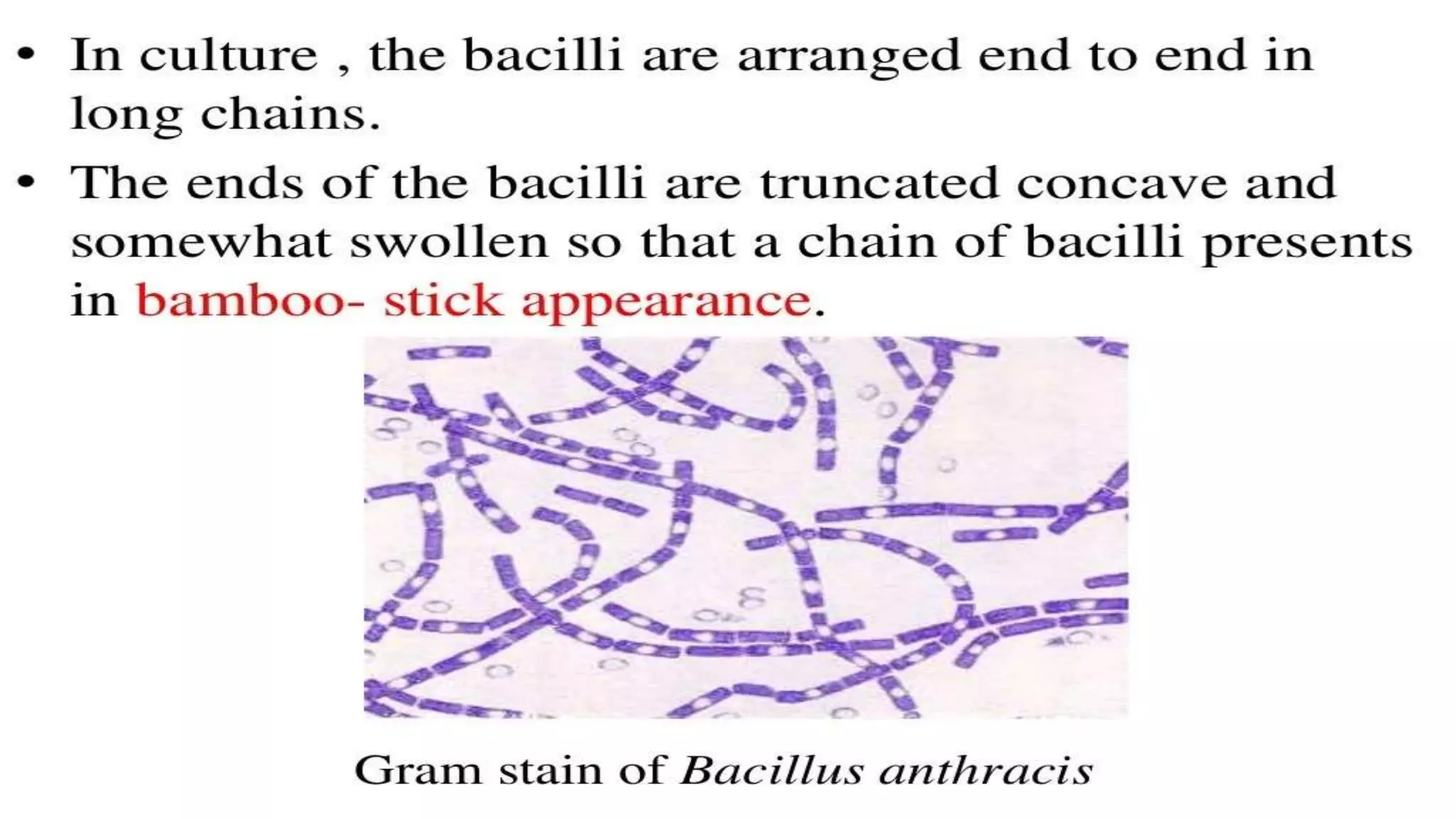 bacillus.pptx