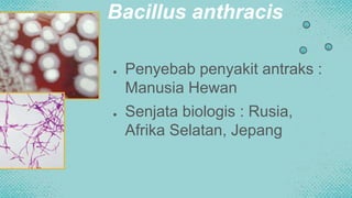 bacillus.pptx