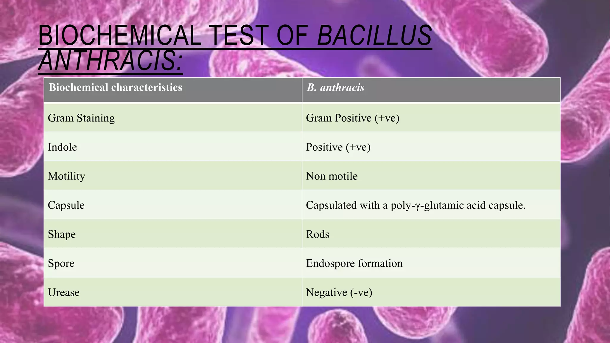 BACILLUS.pptx