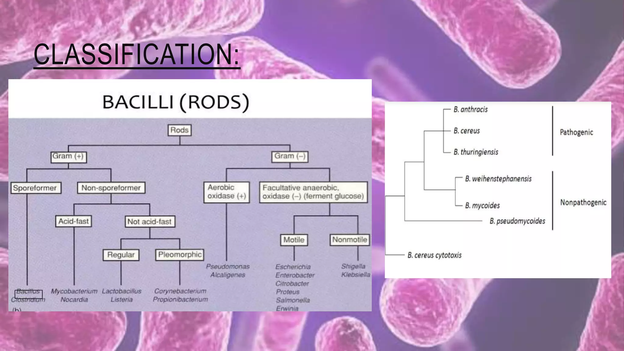 BACILLUS.pptx