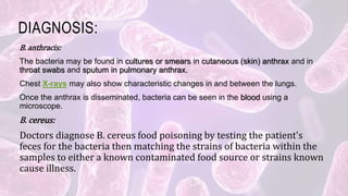 BACILLUS.pptx