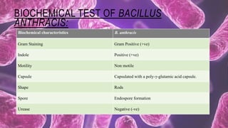 BACILLUS.pptx