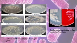 BACILLUS.pptx