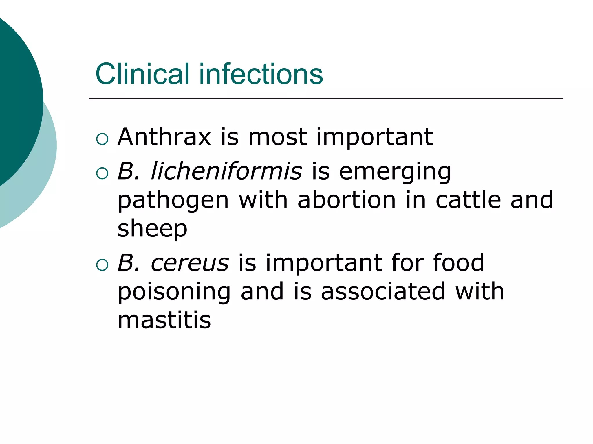 Bacillus.ppt