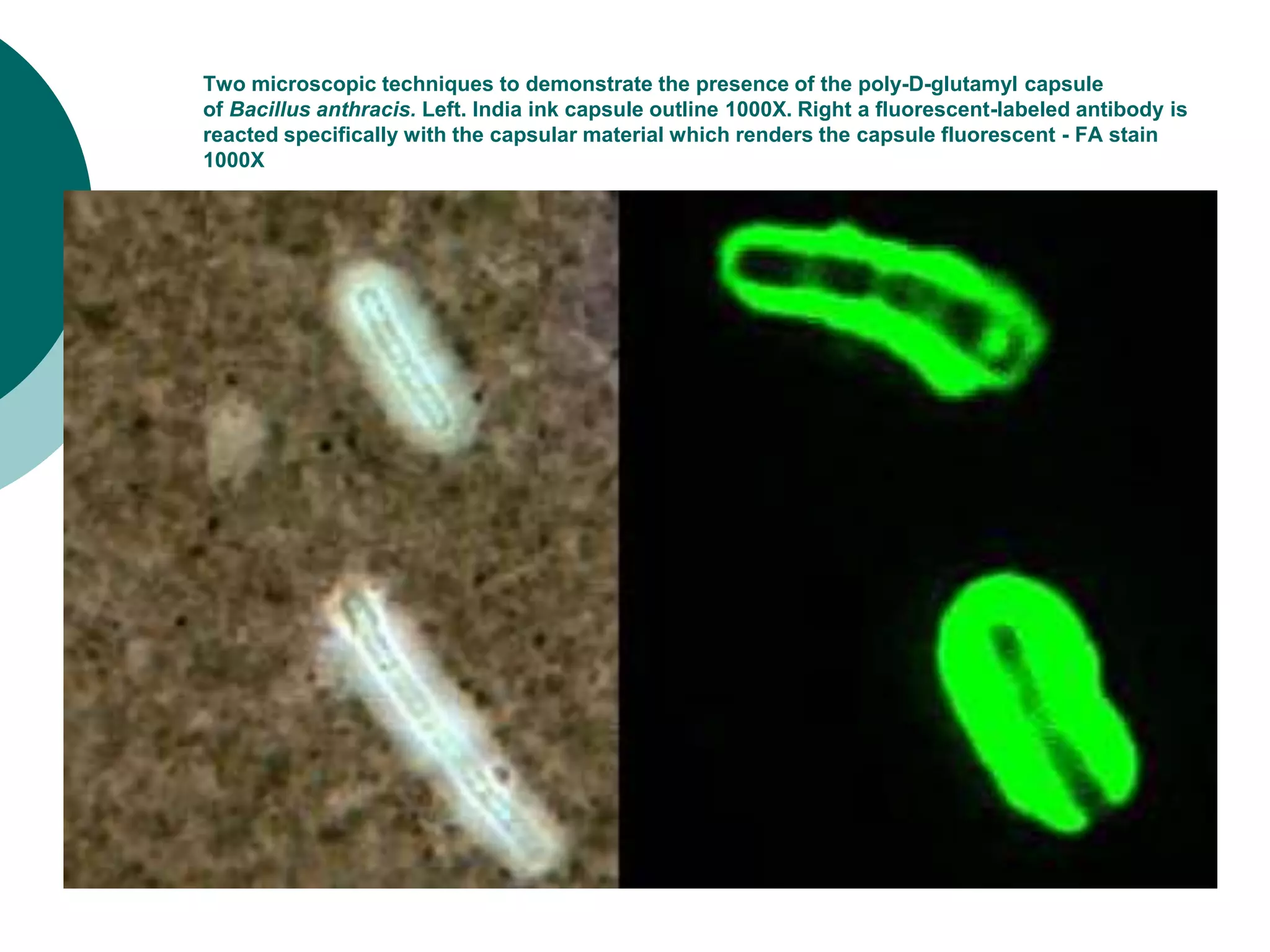 Bacillus.ppt