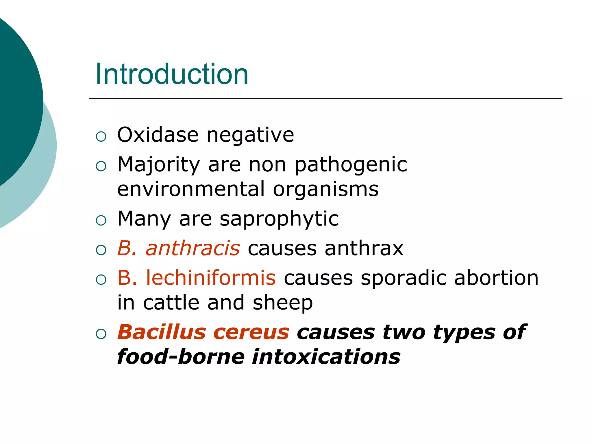 Bacillus.ppt