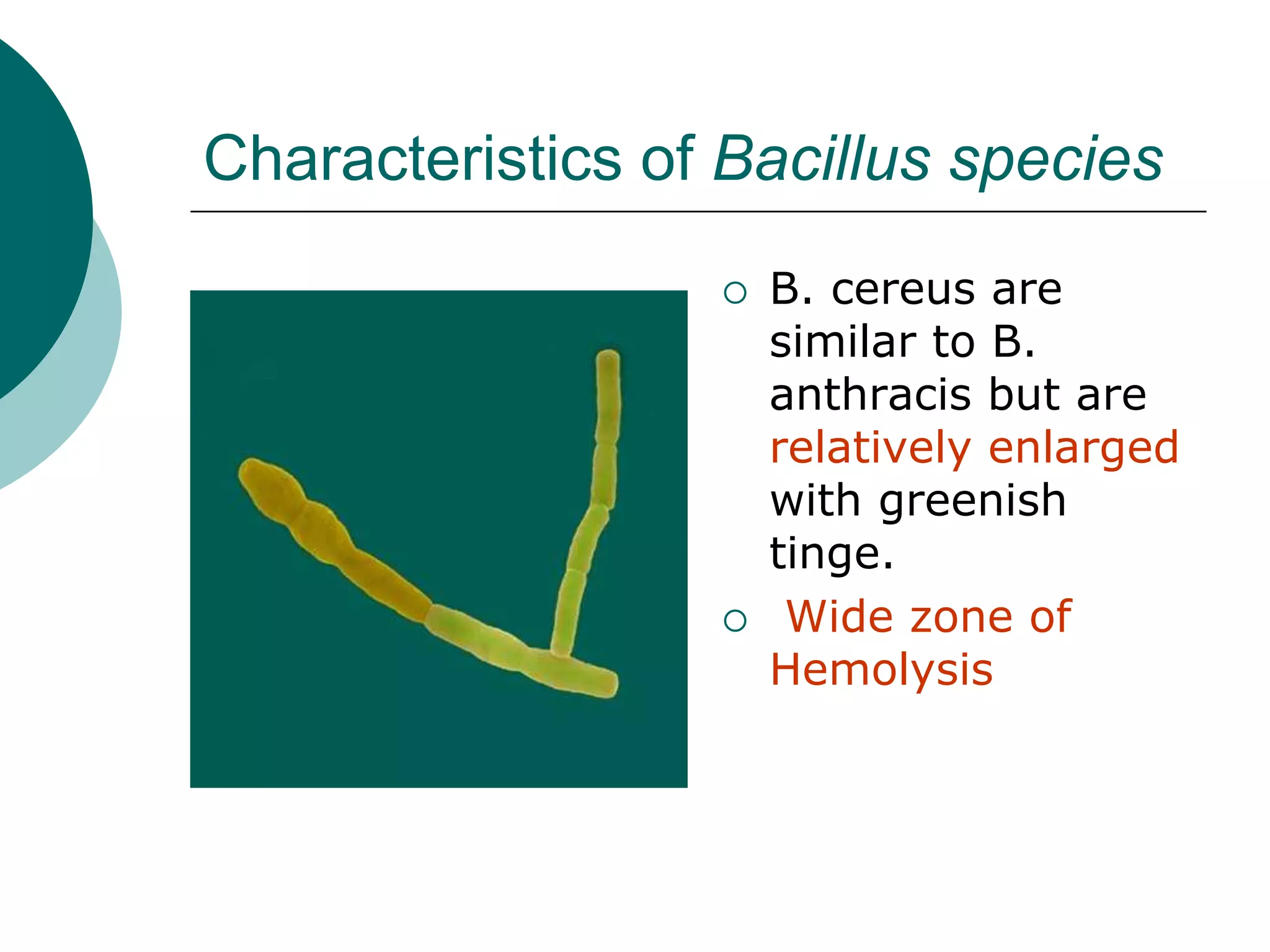 Bacillus.ppt