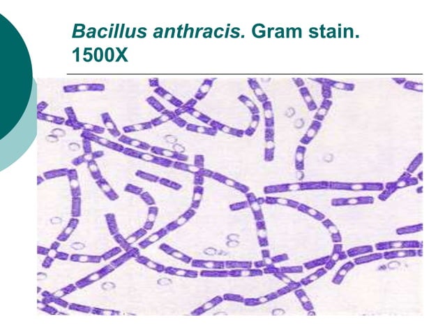 Bacillus.ppt