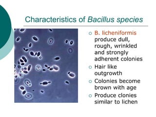 Bacillus.ppt