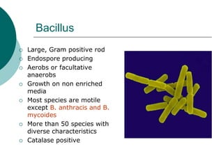 Bacillus.ppt