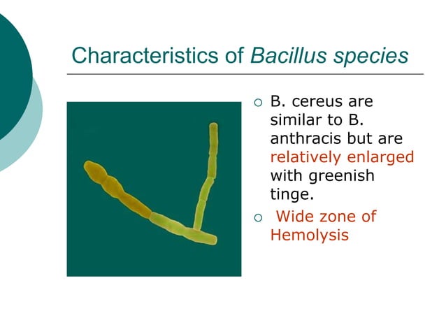 Bacillus.ppt