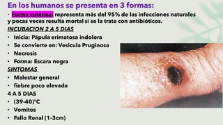 BACILLUS ANTHRACIS desde como es su inicio,prevencion,cuidados y ...