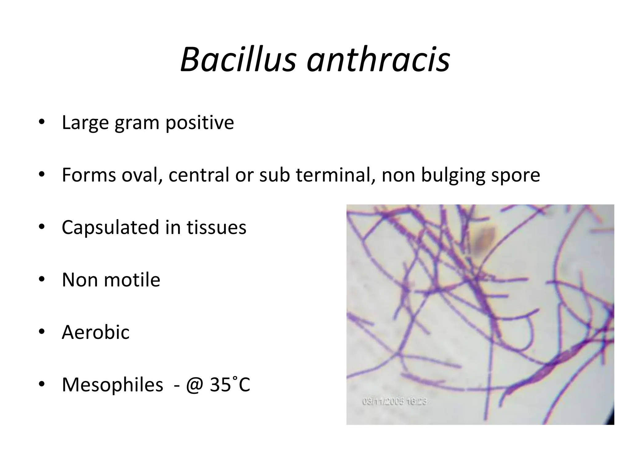Bacillus species in medical microbiology | PPT