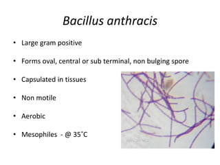 Bacillus species in medical microbiology | PPT