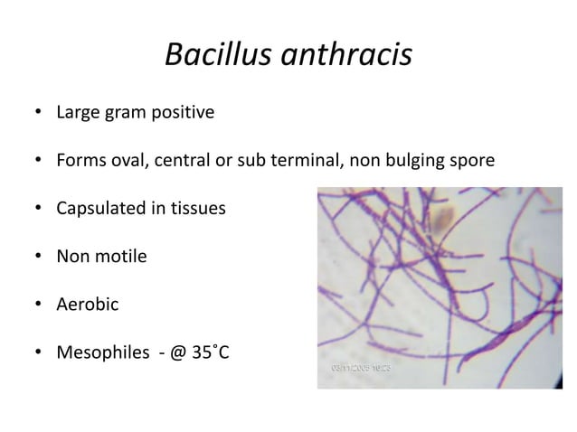 Bacillus species in medical microbiology | PPT